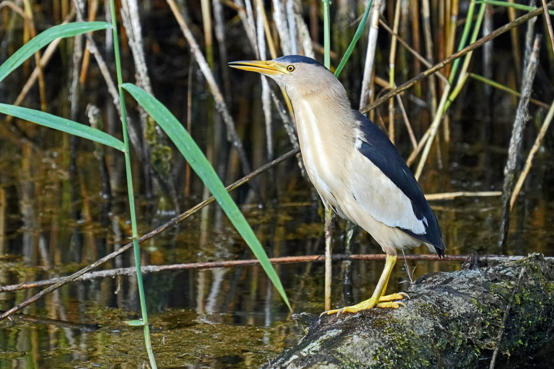 Faszinierendes Haff Réimech – ein Vogel- und Naturparadies in Luxemburg ...